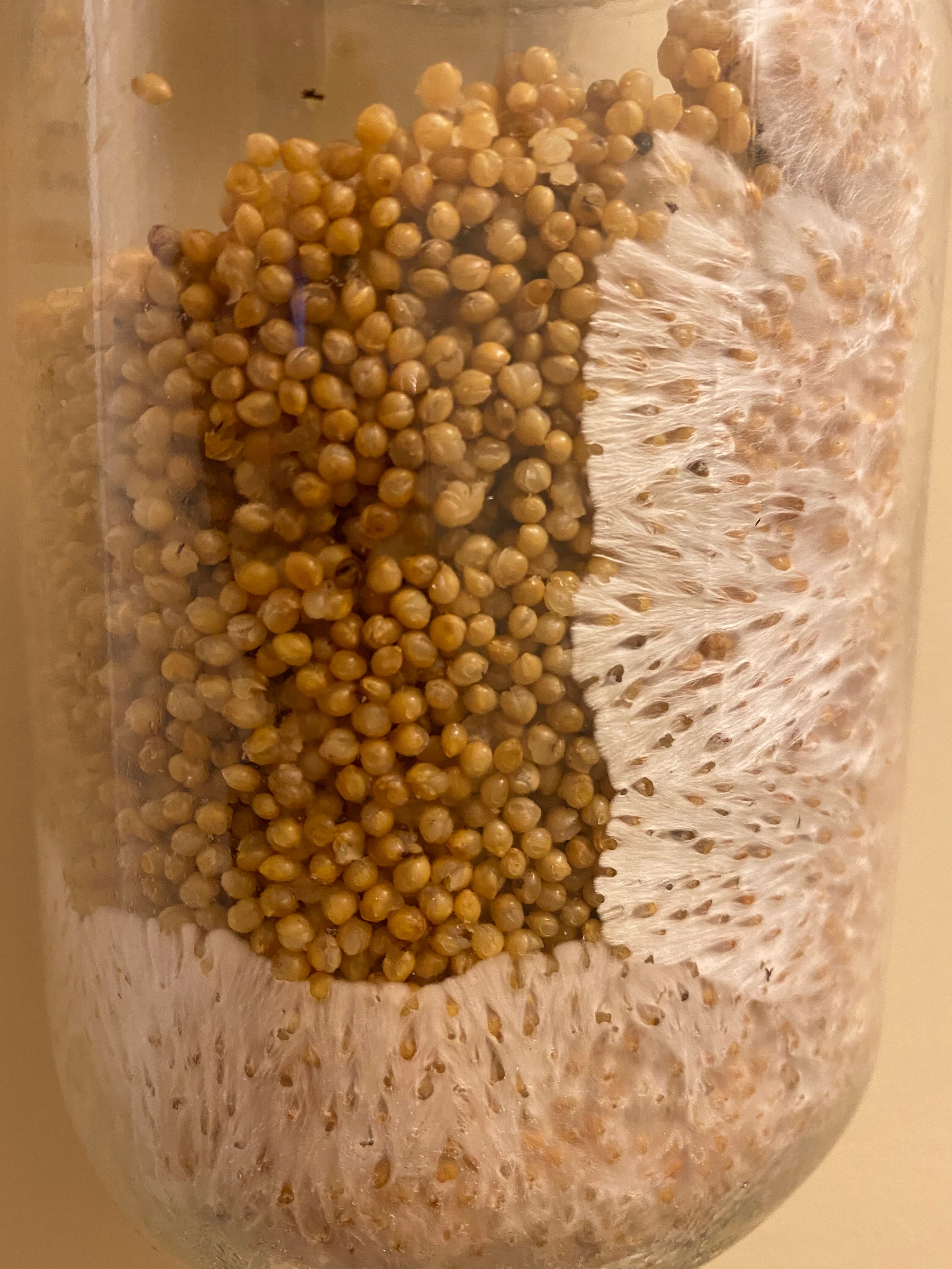 Mushroom Spawn Production - by BowTied T