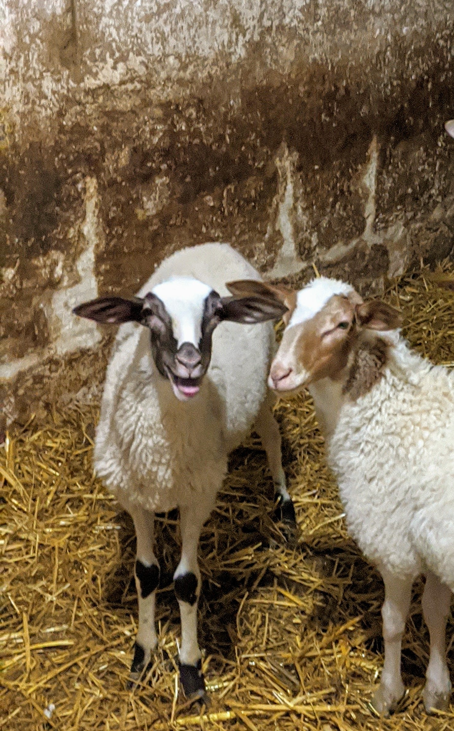 Stick to your ribs - by Jan Caruana