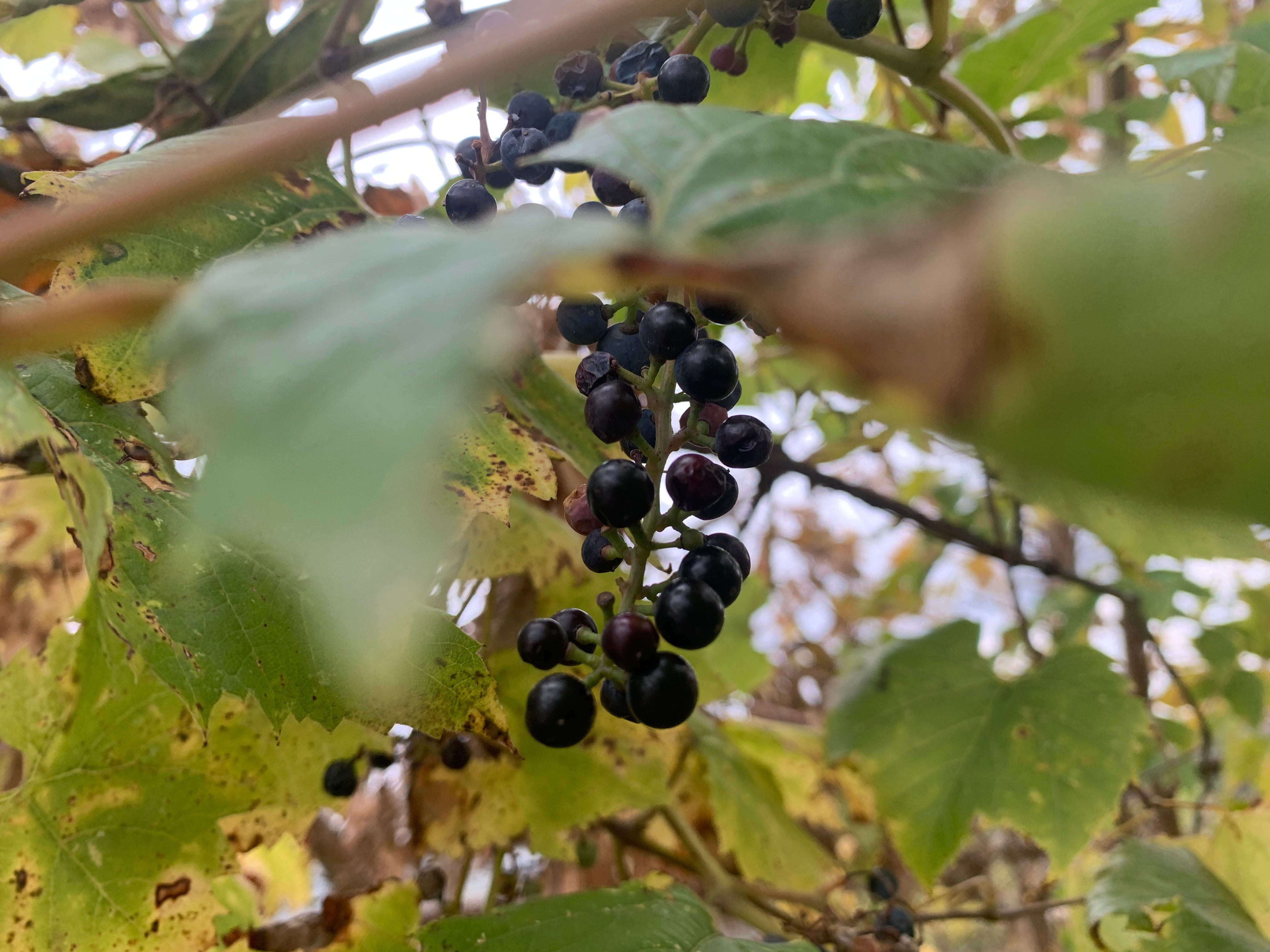 Wild Grapes - by Toronto Ink Company