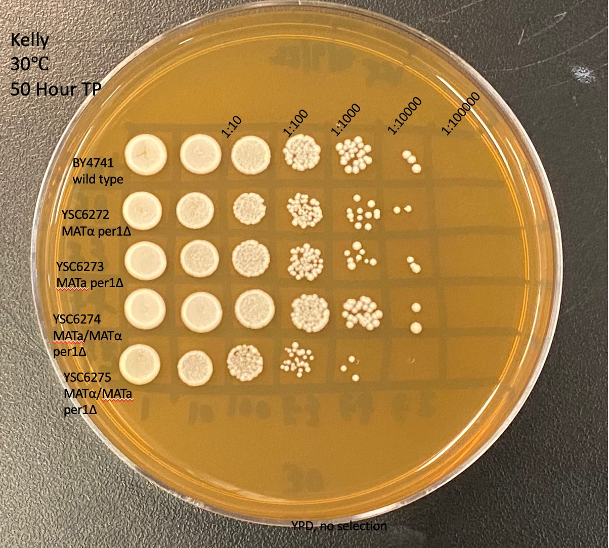 Decentralized yeast lab for drug repurposing