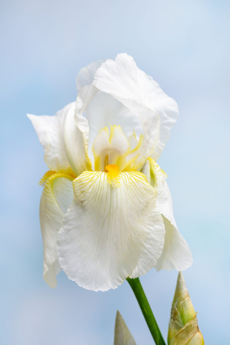 Benton irises - by Lucy Bellamy - Garden & House