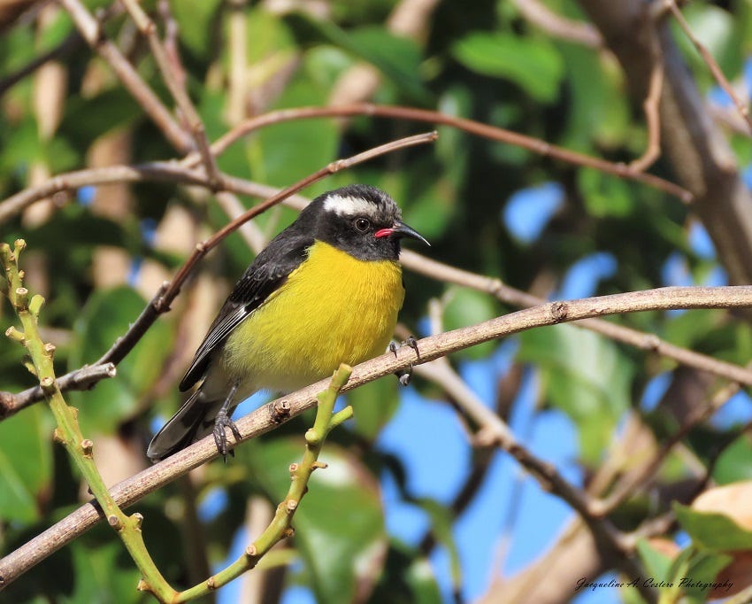 Anguilla Backyard Birding - Part 1 - by Jackie Cestero