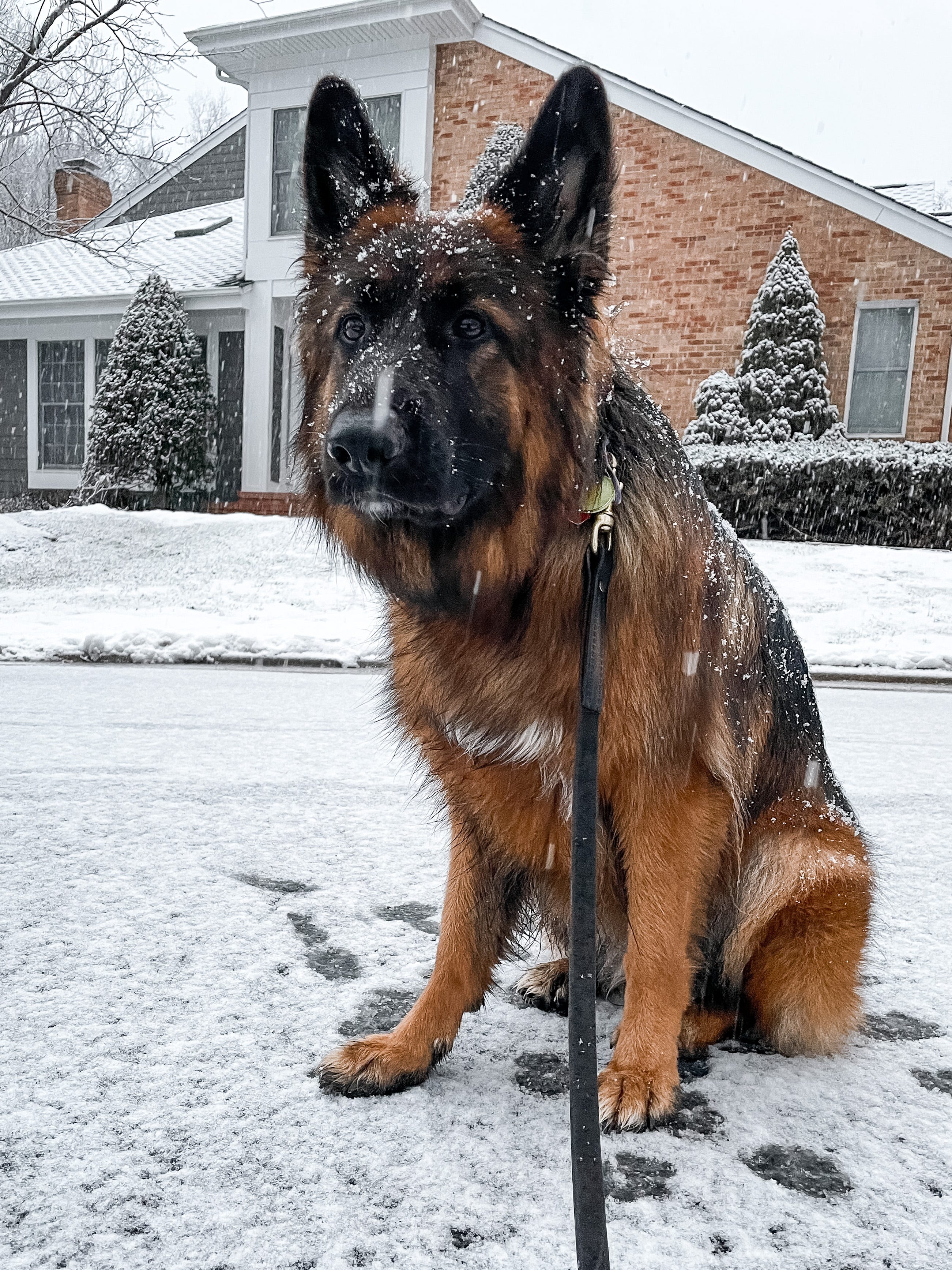 Dispatch No. 3 - by Brian Sacawa - Fully Canvassed