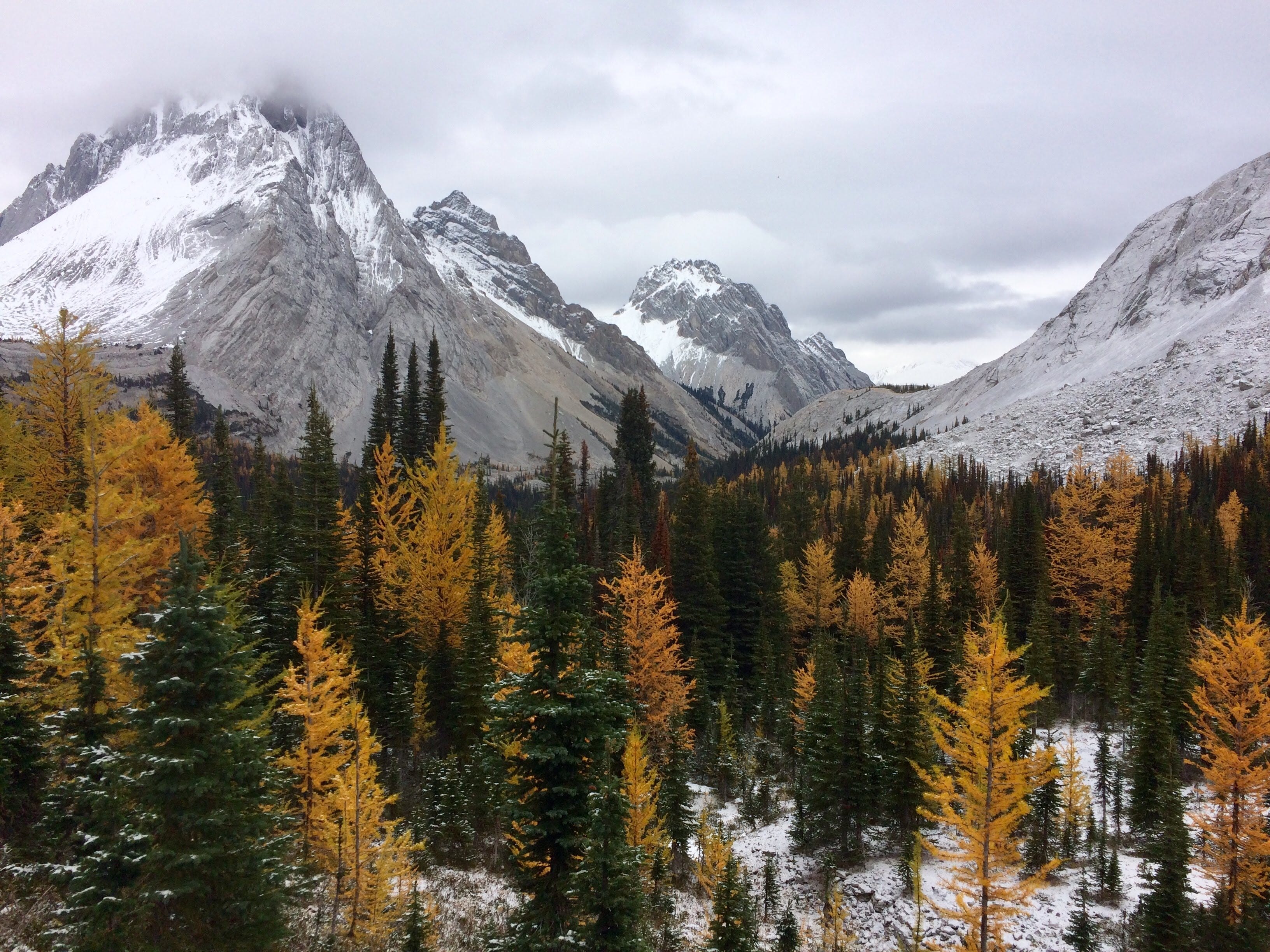 It's (Almost) Time for a Larch March!