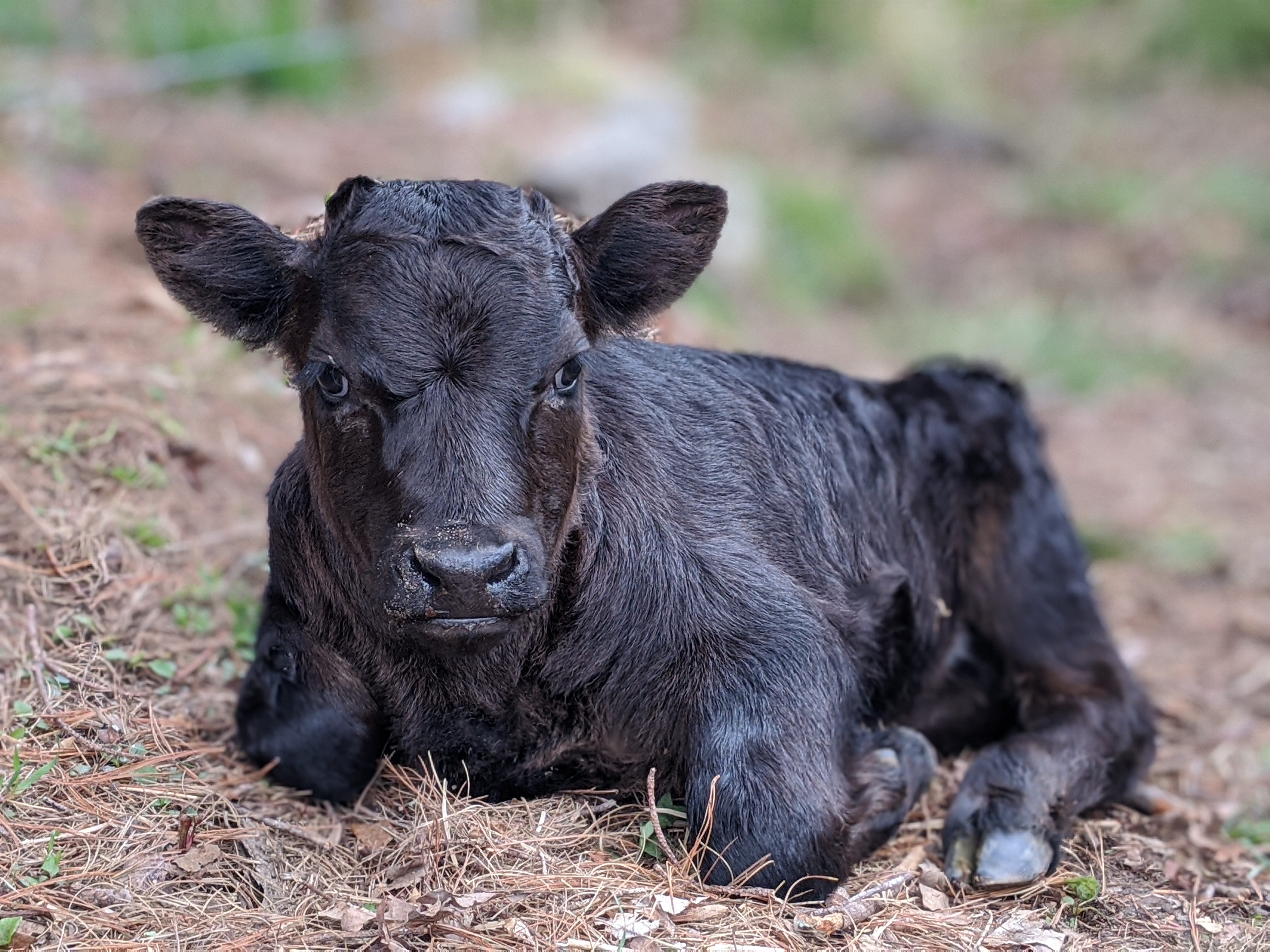 A Calf Flex - by AC Shilton - AffirmationChickens