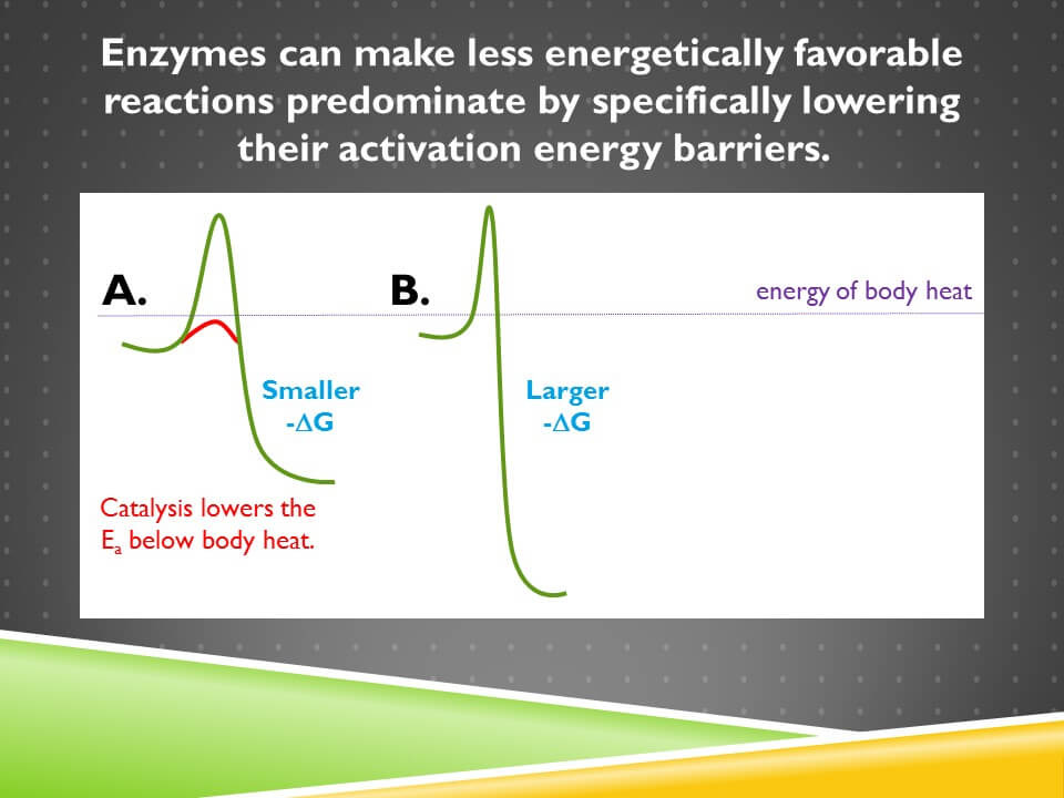 2. Activation Energy and Enzymes - by Chris Masterjohn, PhD