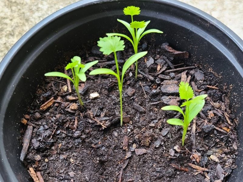 Square Foot Gardening - Learning How to Homestead