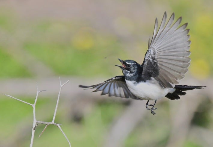 Bird of the Week: Willie Wagtail - by Jack Mirkinson