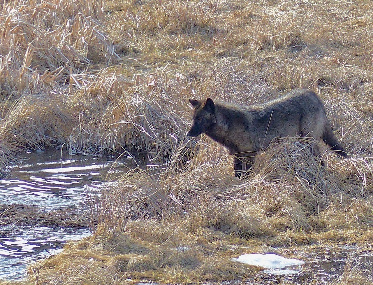 Bees and Wolves - by Rick Lamplugh - Love the Wild
