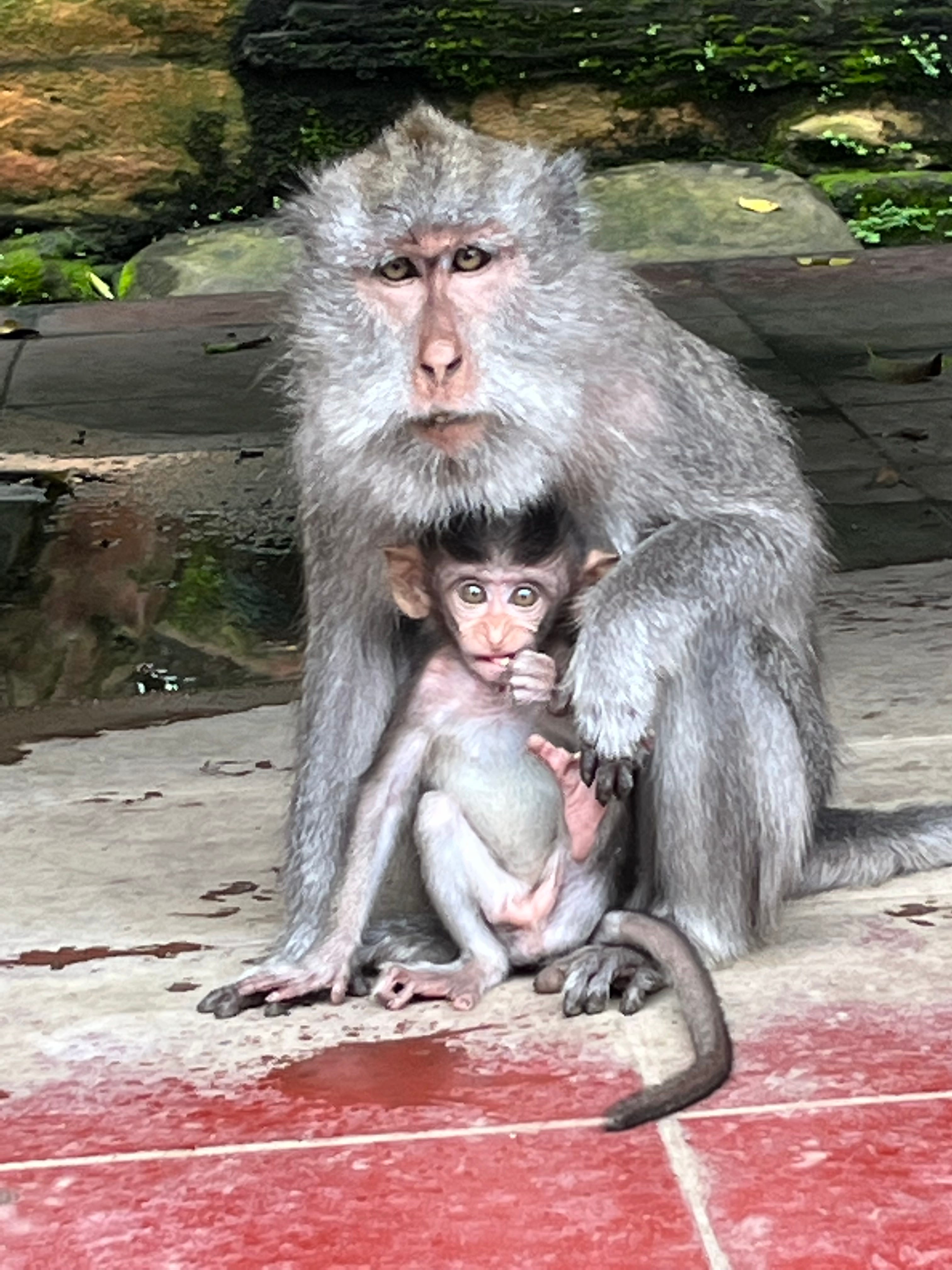 Monkey business in bat country - by Michael Estrin