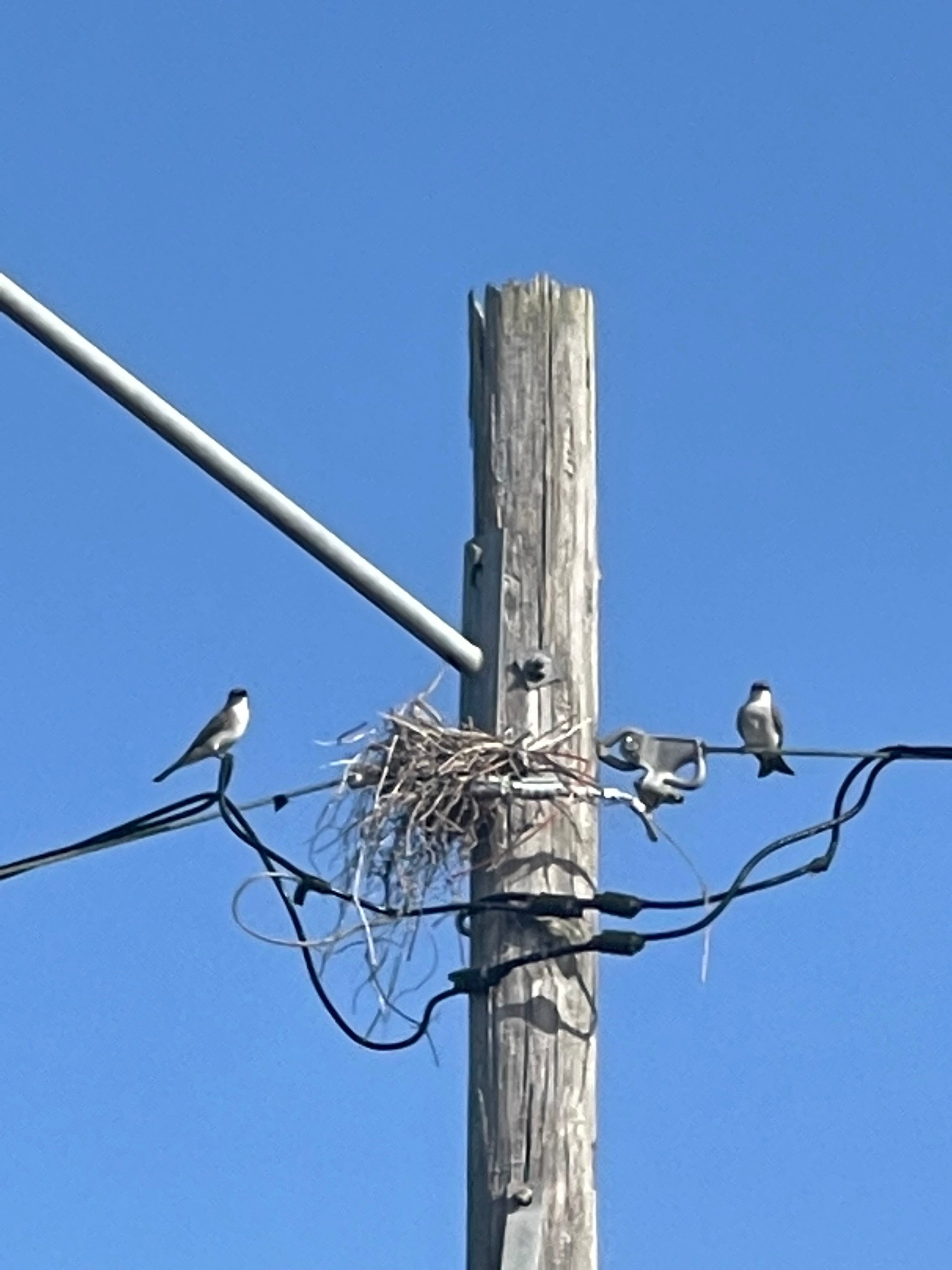 The Tough Pitirre Bird of Puerto Rico Is Bossing Me Around