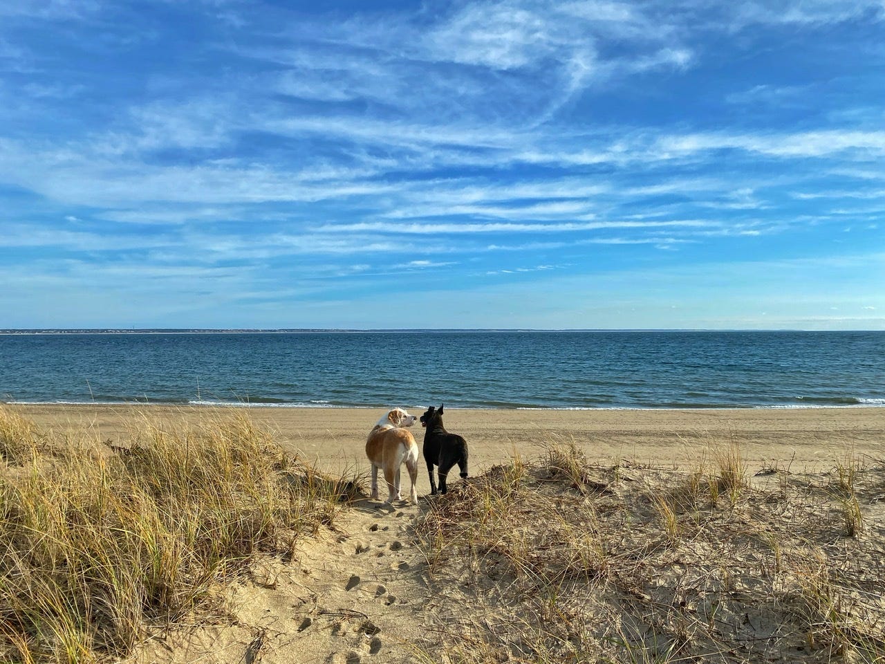 Tom Ryan, Author | Substack