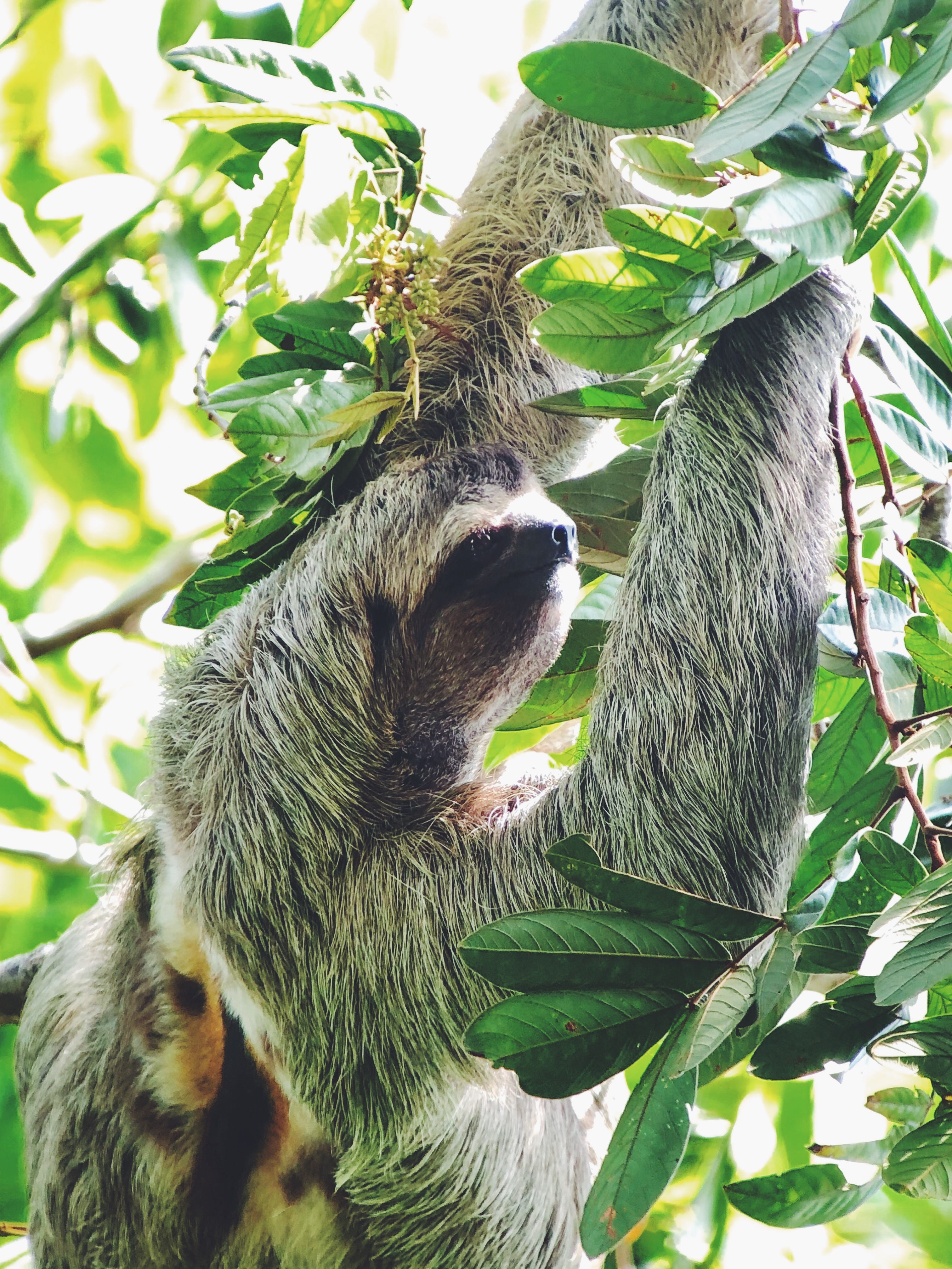 Spotting Sloths & Seeing God