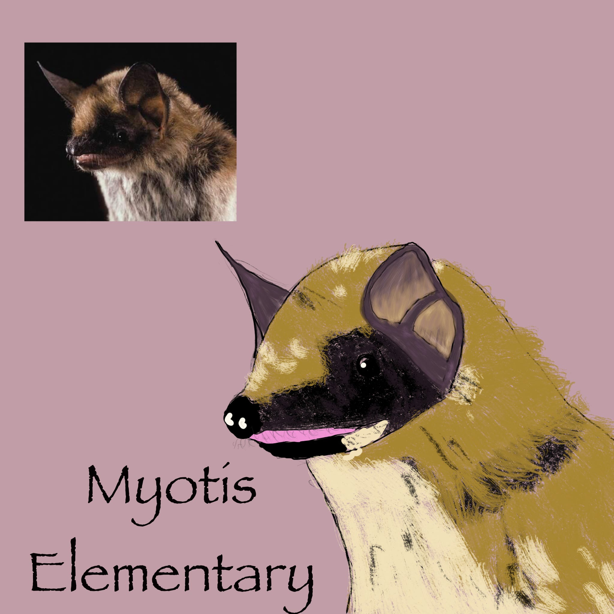 128: Fringed Myotis - by Bix - Colorado Wildlife