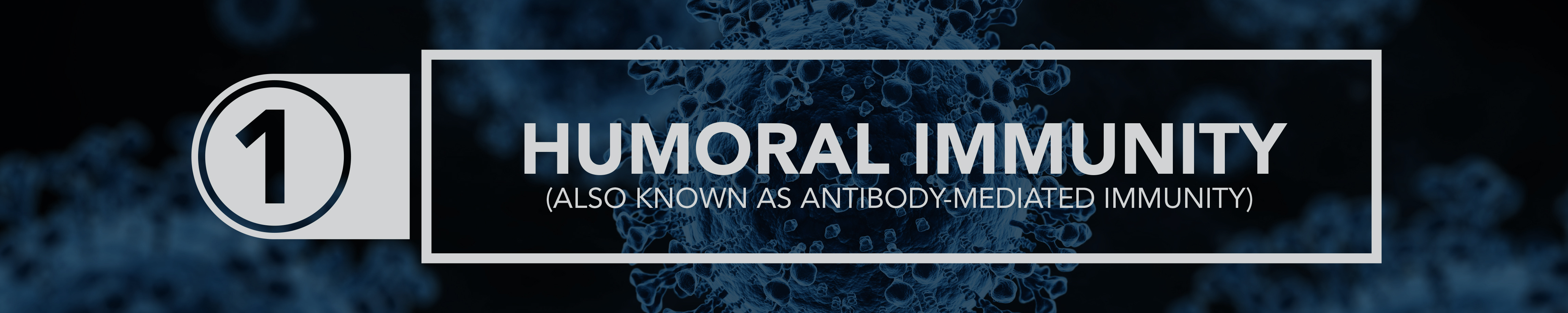 Antibody Mediated Immunity vs Cell Mediated Immunity