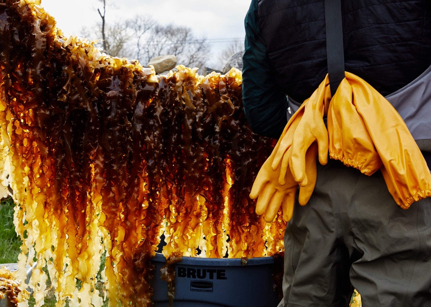 Is eating bivalves better for the climate than going vegan?