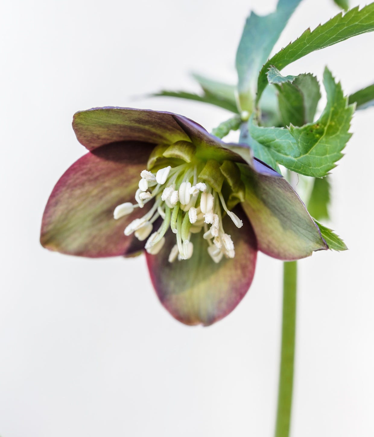 Lucy Bellamy | Substack