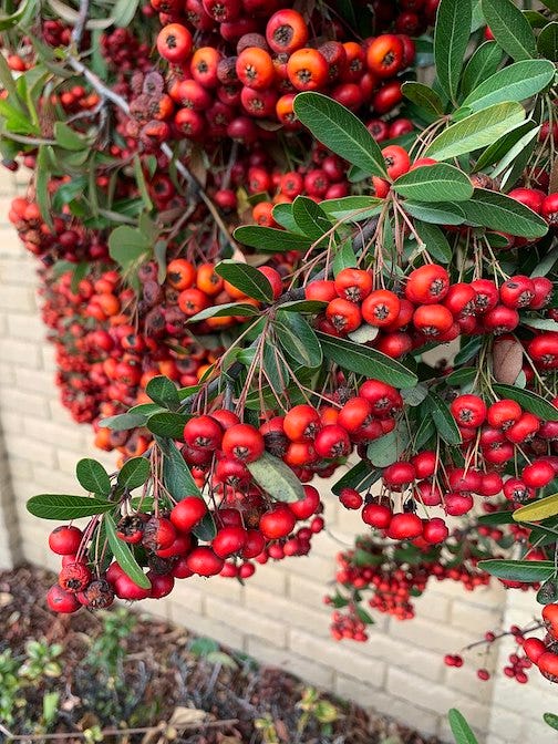 Native Holly - News from Dorothy Ramon Learning Center