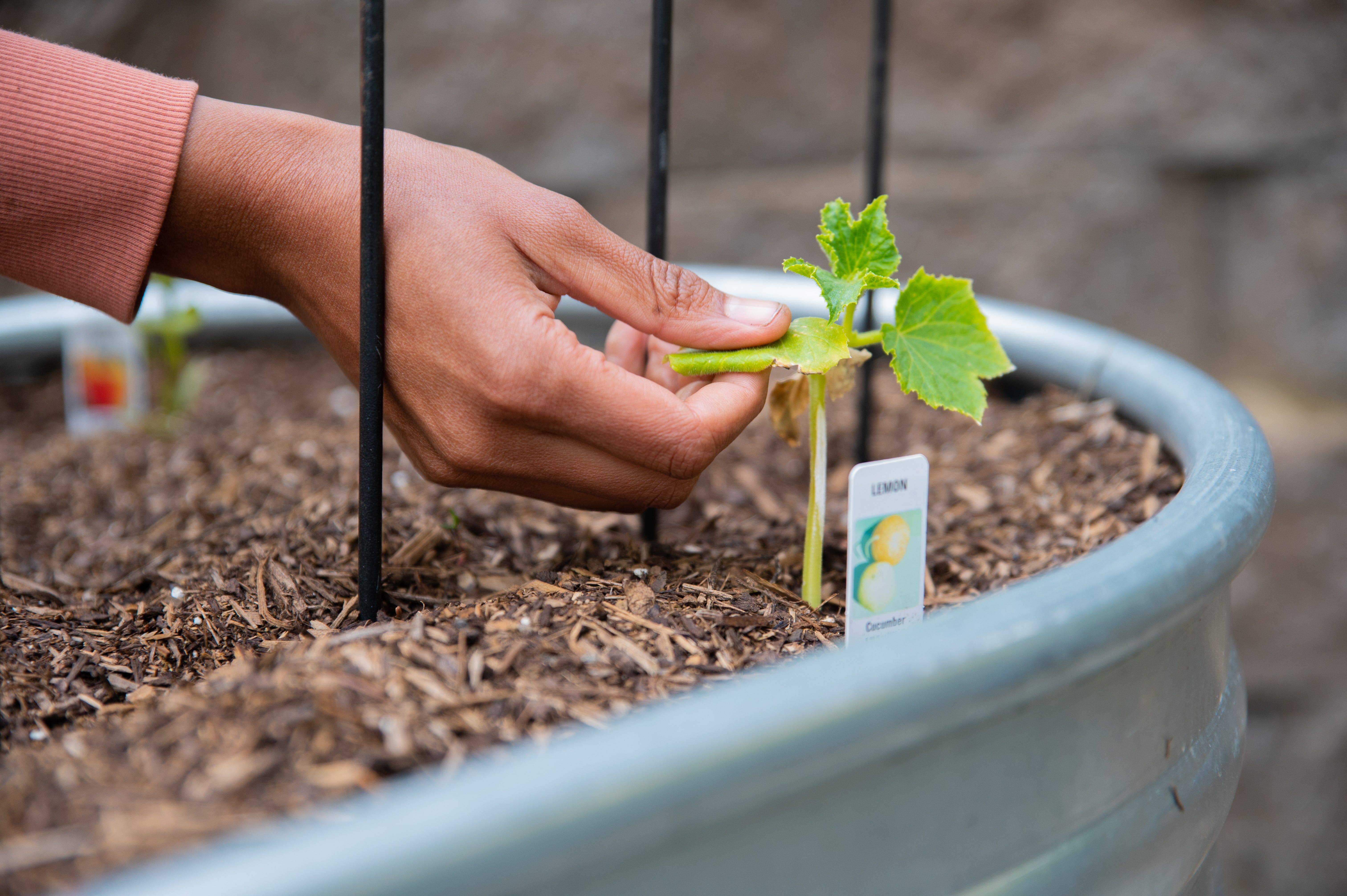 Big Farm Dreams - by Hillarie Maddox