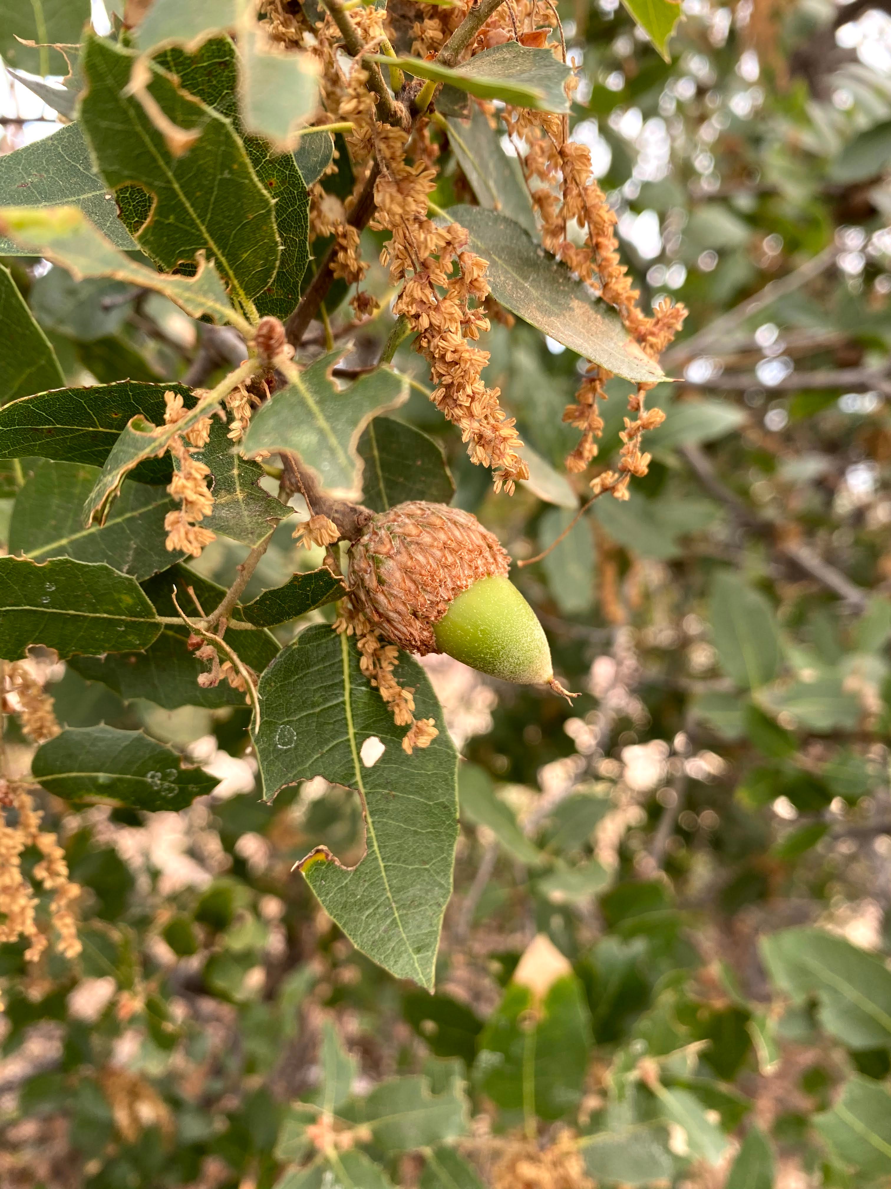 Oaks & acorns, our ancestral heritage - by John J Slattery