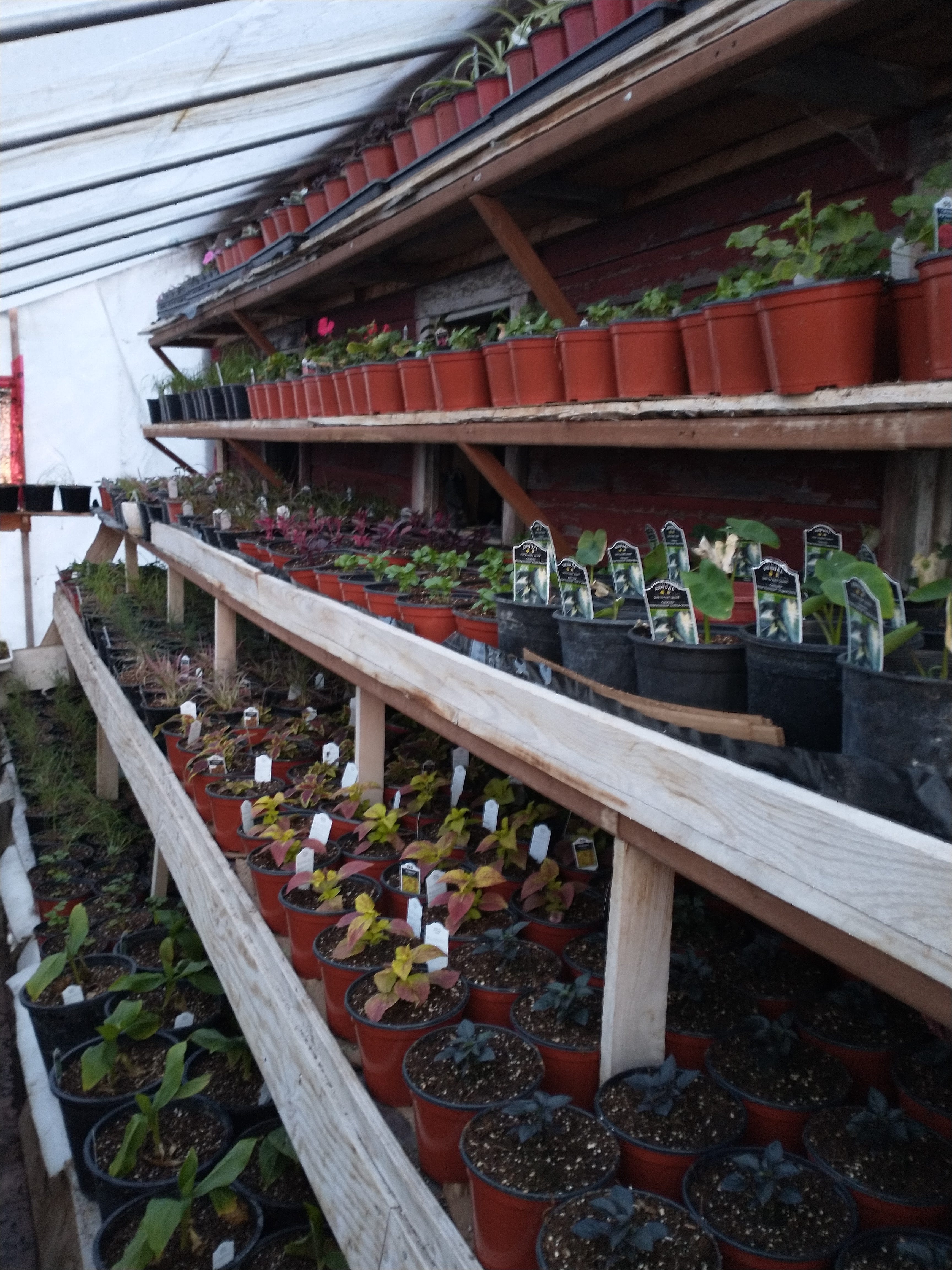 Post #2 - Greenhouse - Stacey’s Garden