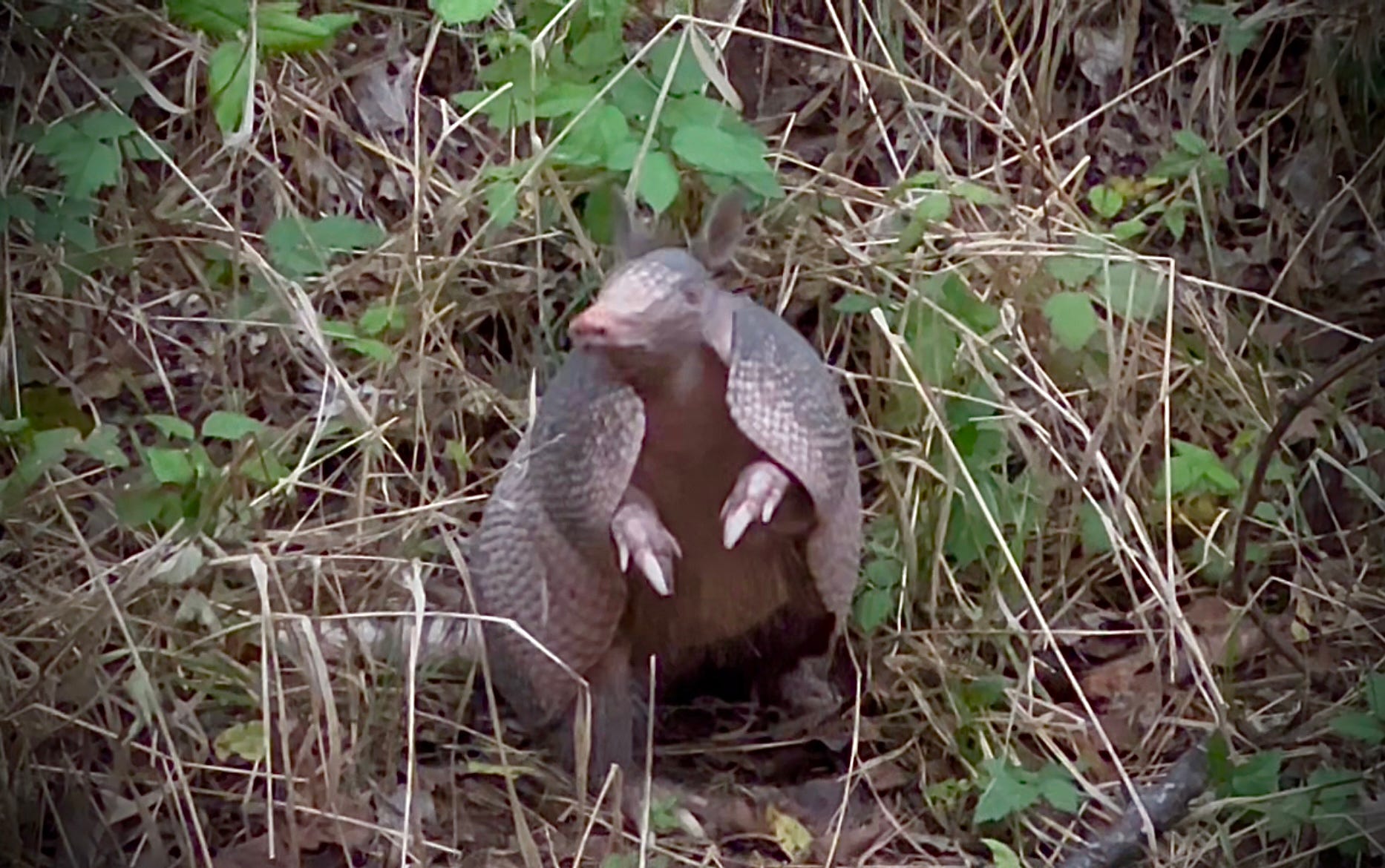 The Fox and the Hoover Hog - by Christopher Brown