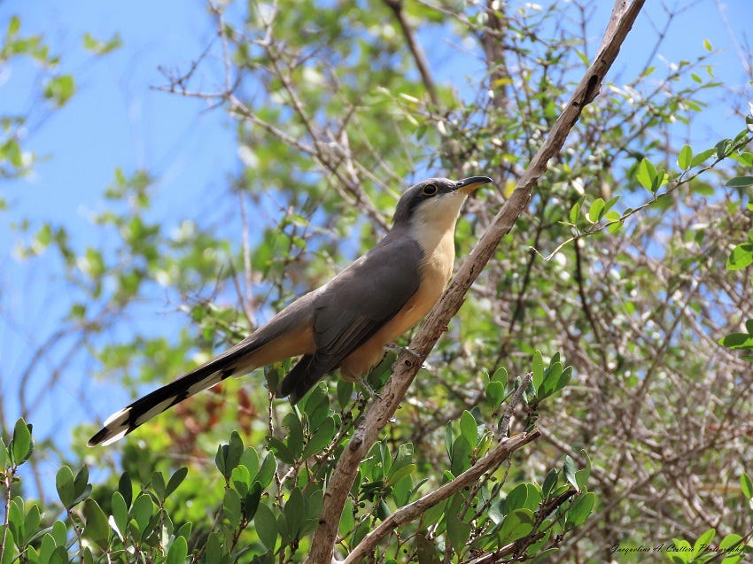 Anguilla Backyard Birding - Part 2 - by Jackie Cestero