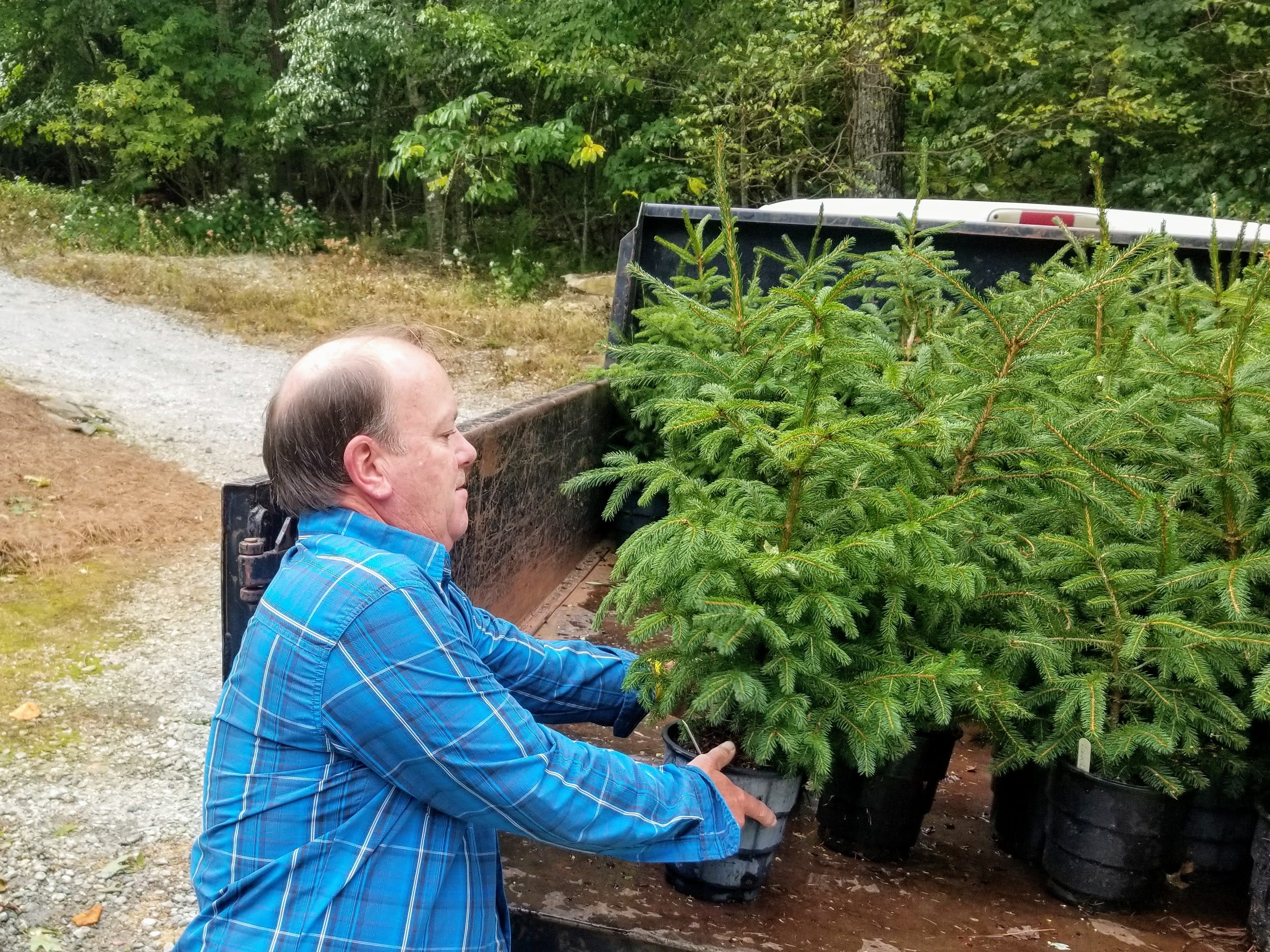 Restoring the "Magic" of Ancient Forests, 1,000 Spruce at a Time