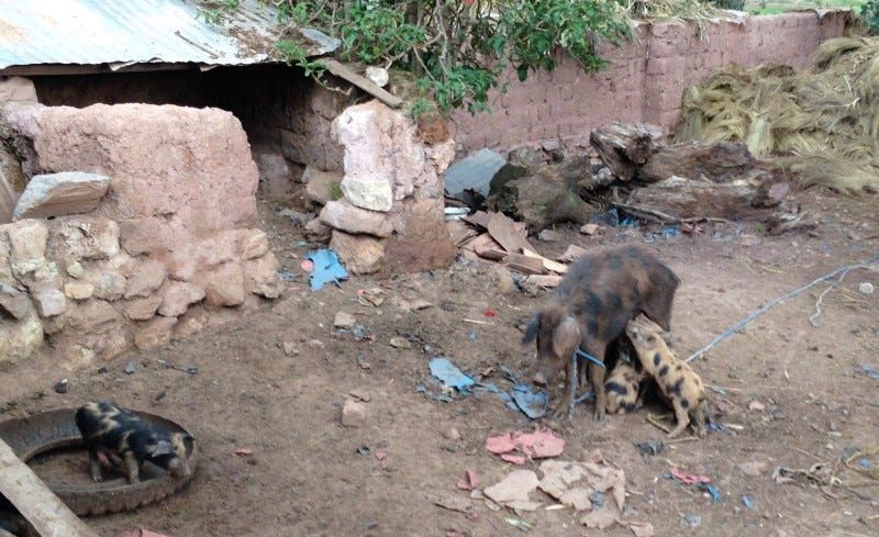 Peru: The Harp and the Guinea Pigs - by Dilan Dane