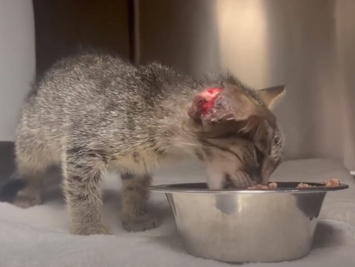 introducing nuzzles: where love wins - by el gato malo