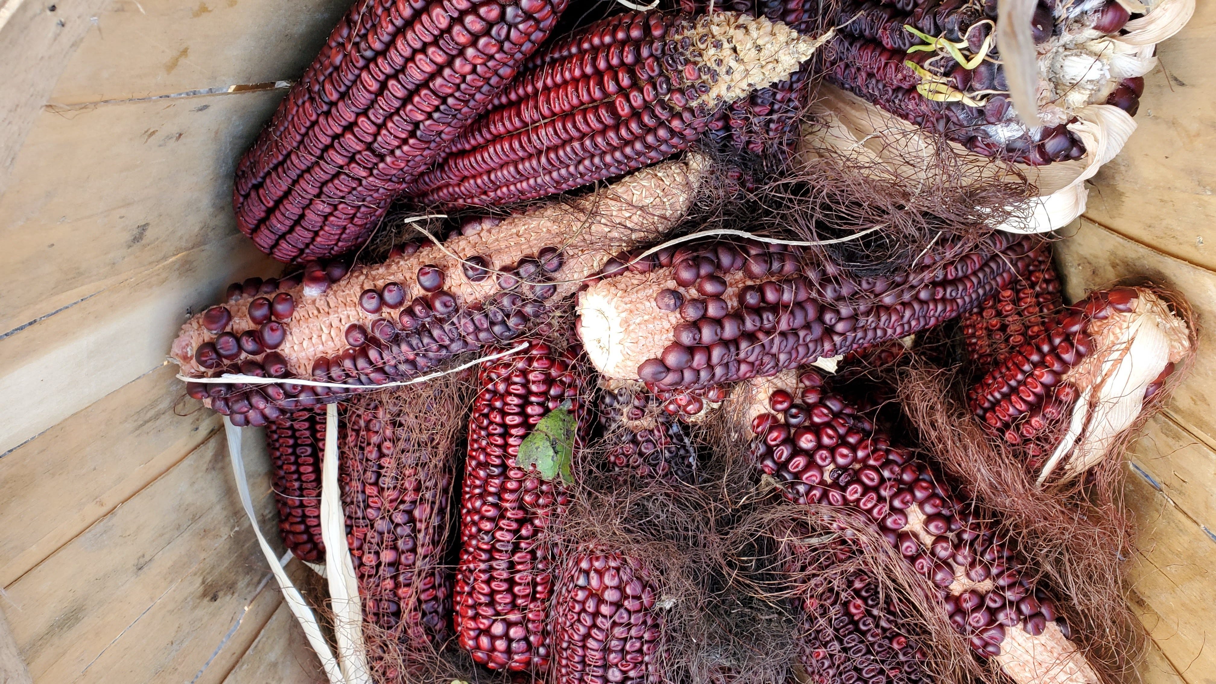 Corny Adventures - by Catherine McBride - Fresh Cornbread!