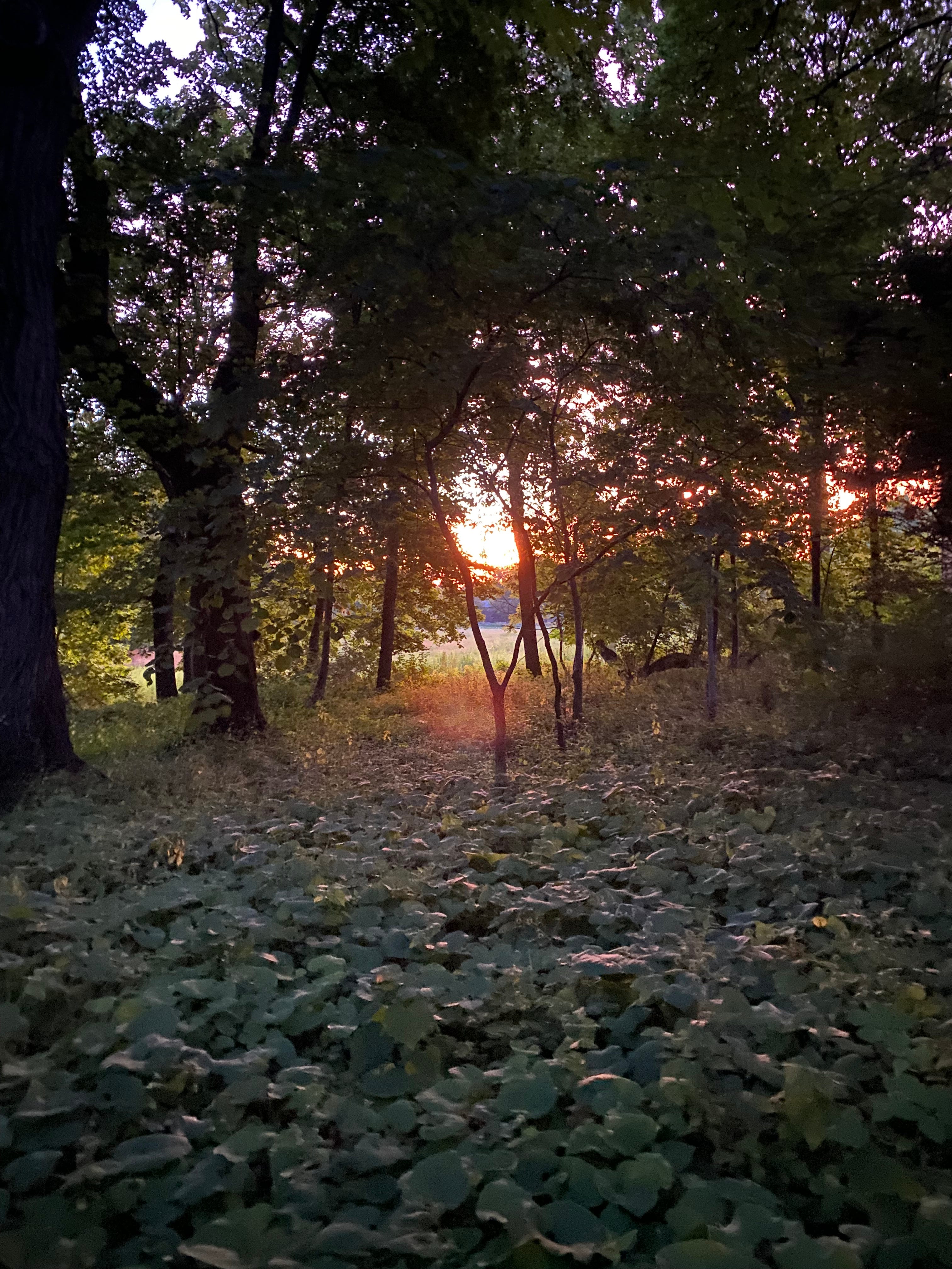 Grateful Heart - Laurie Riedman More Than Words