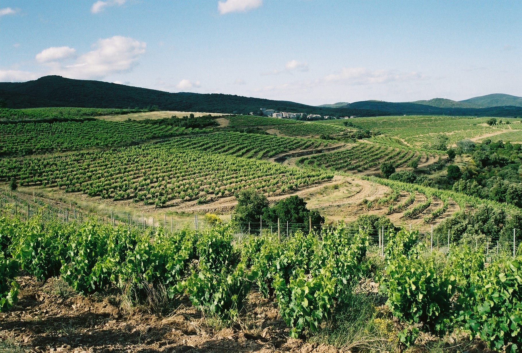 Quintessentially Quaffable Wines: Languedoc-Roussillon