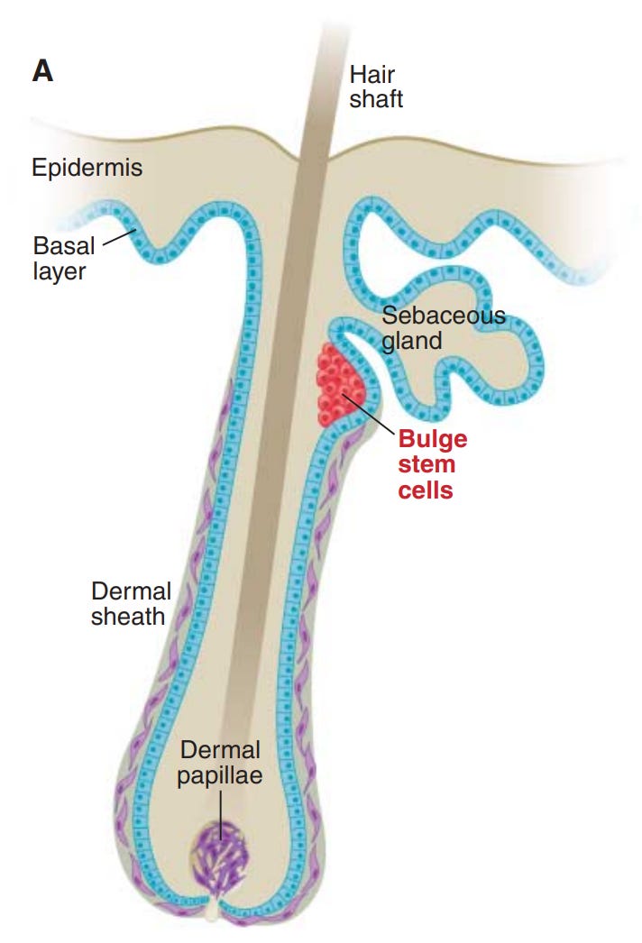 Anatomy of the Hair Follicle - Mesityl Oxide