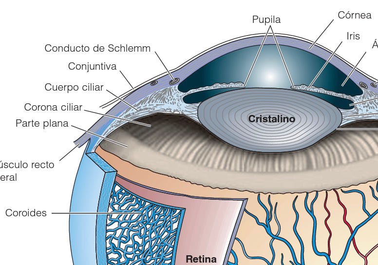 Anatomía del ojo en Oftalmología - by Harold Ferraz