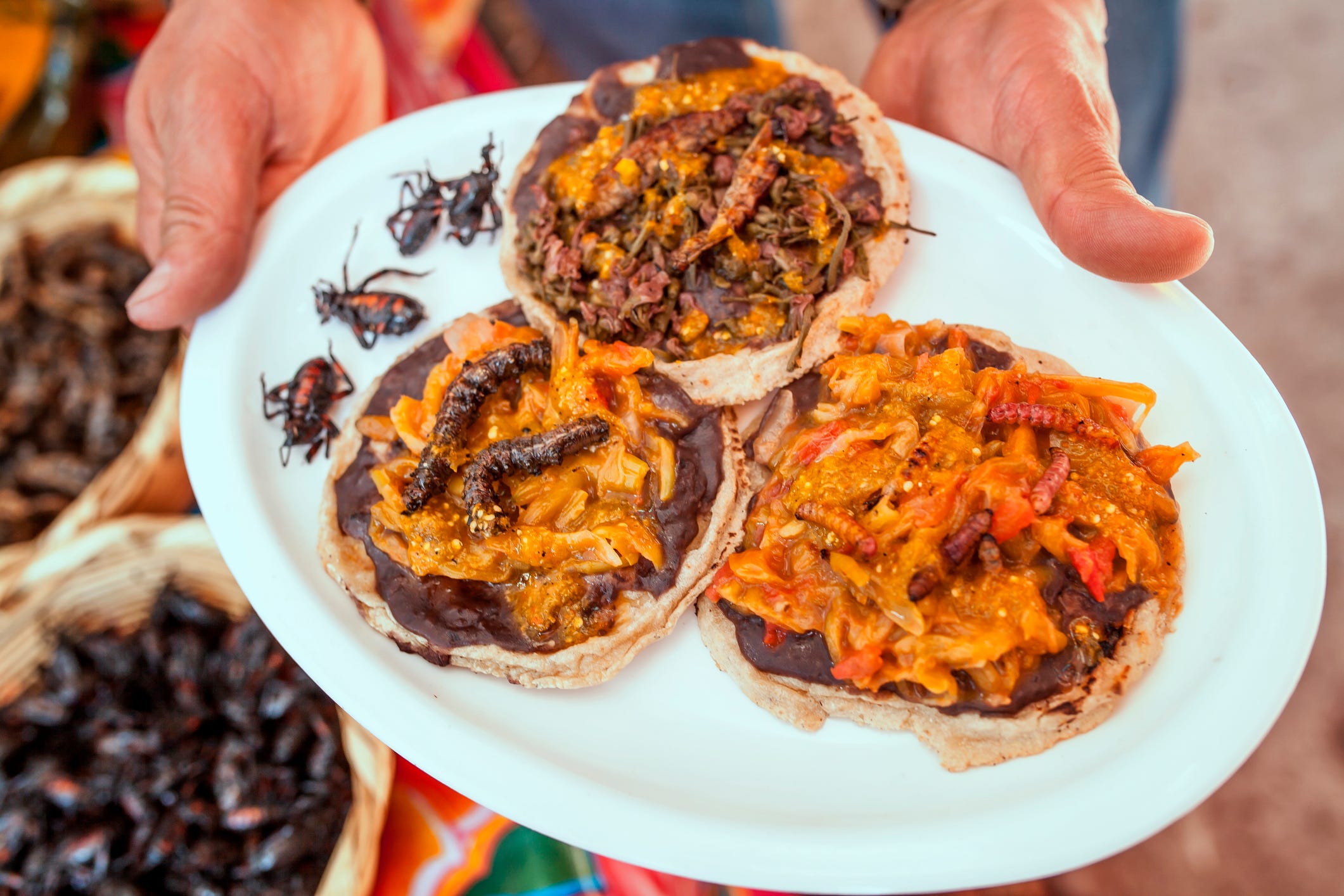 A Guide to the Edible Insects of the Americas