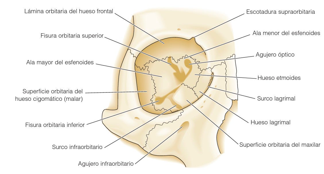 Anatomía del ojo en Oftalmología - by Harold Ferraz