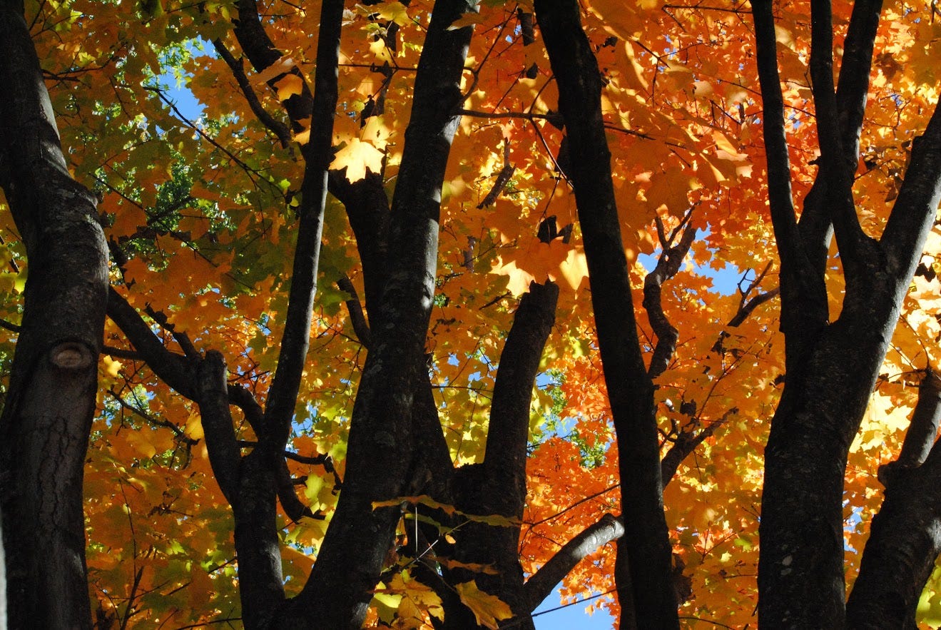 Leaf Peep Cheat Sheet - by Lolly Jewett - The Bees' Knees