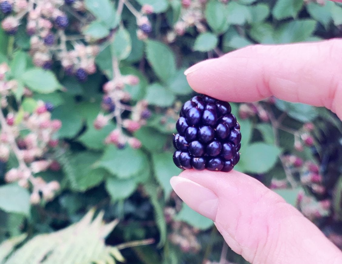 Fertile seasons - by Bryonie Baxter