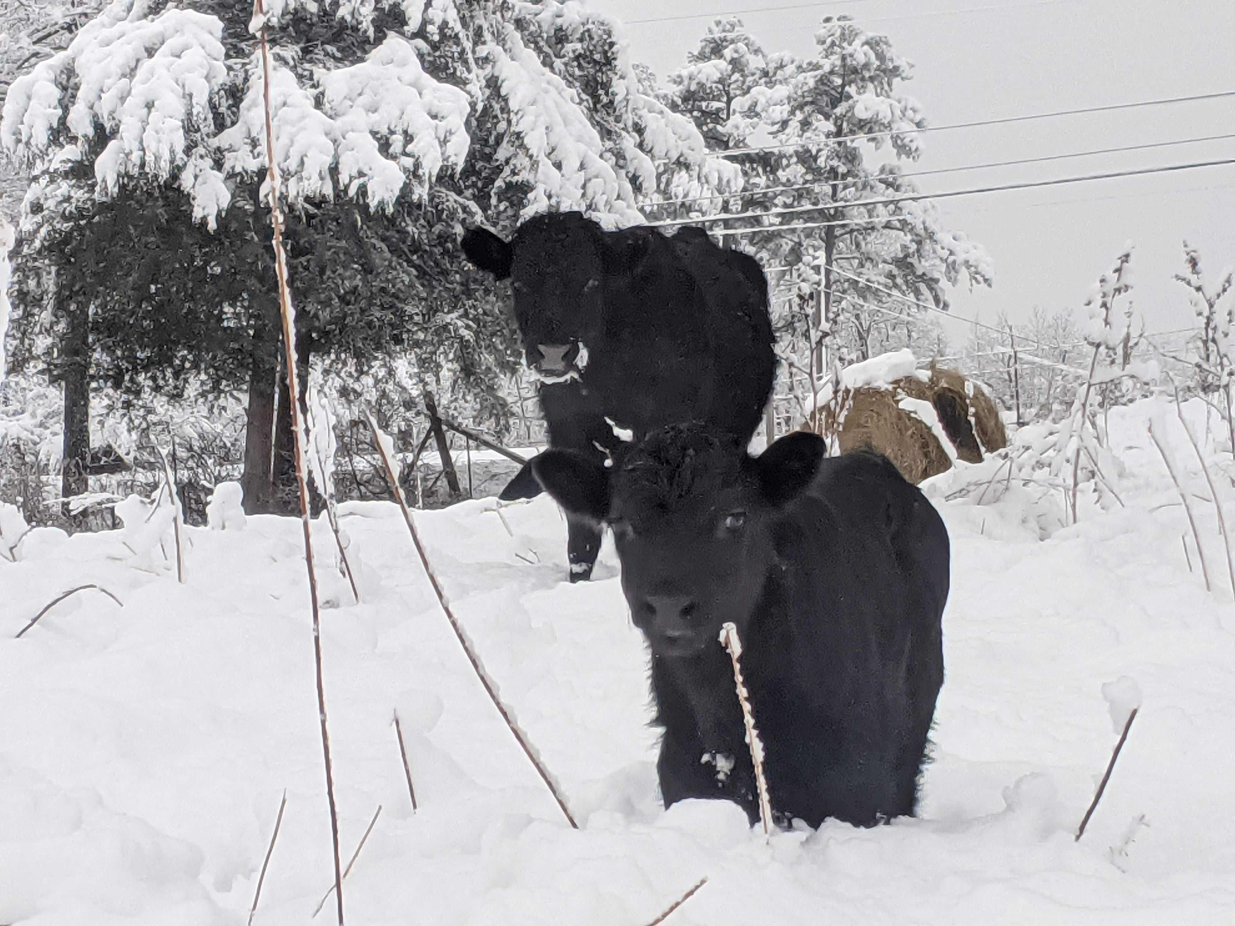 You're A Tough Bird - by AC Shilton - AffirmationChickens