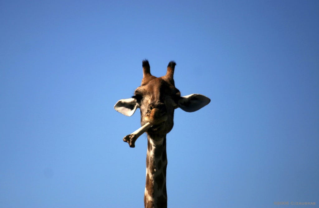 Bestiale #15 - by Leonardo Mazzeo - Bestiale