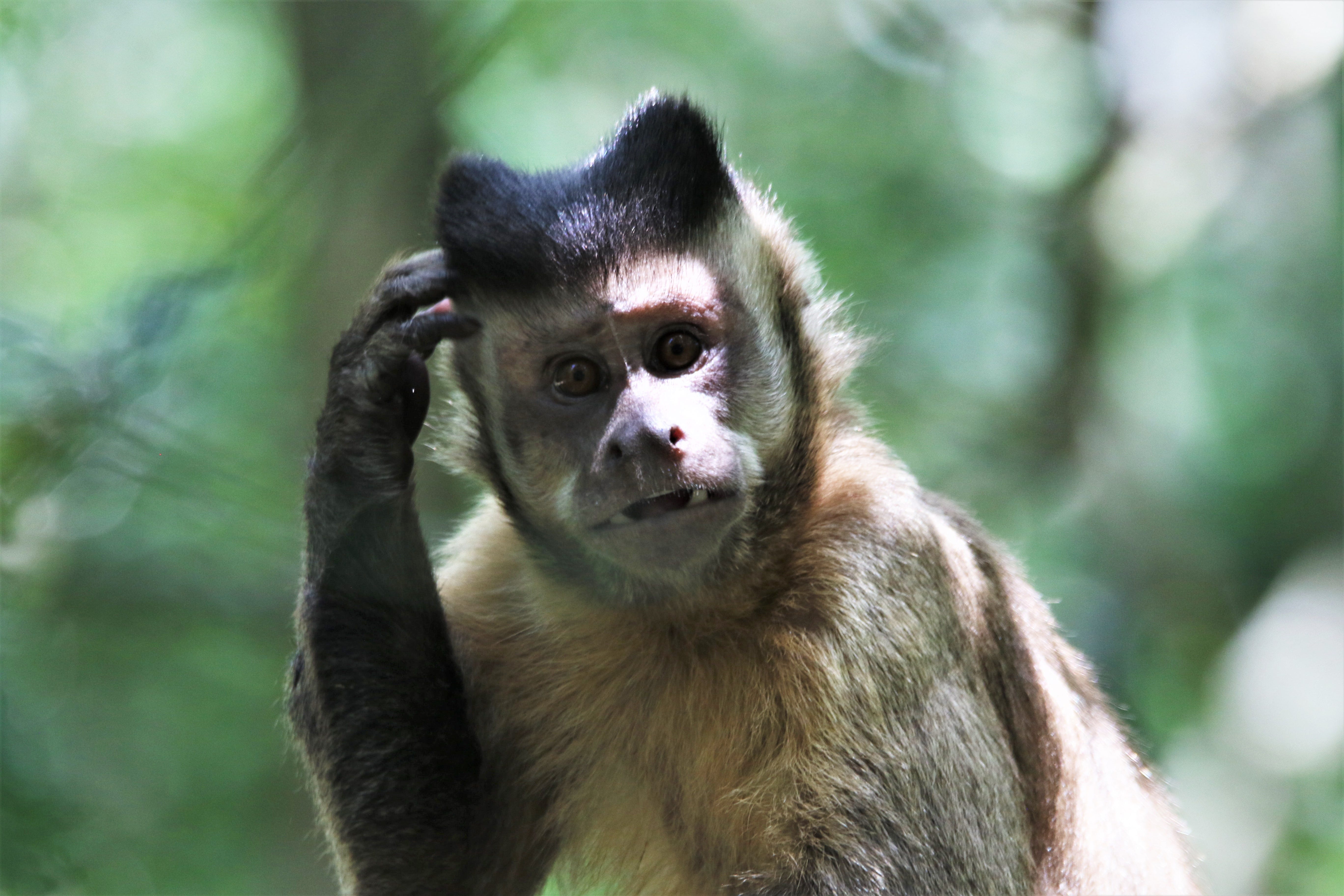 A monkey won't do the trick - by Felice Della Gatta