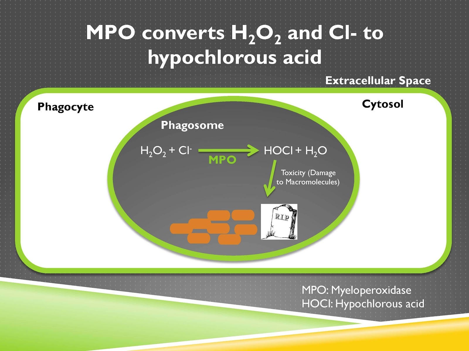 1. Physiological Roles of Oxidants