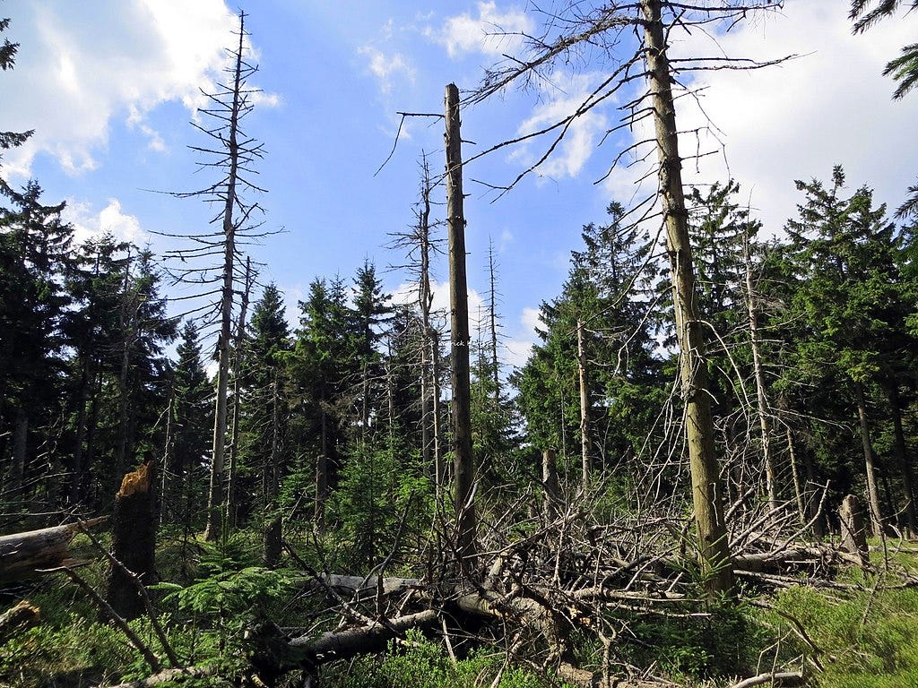 Why Germans have such an anxious relationship to nature