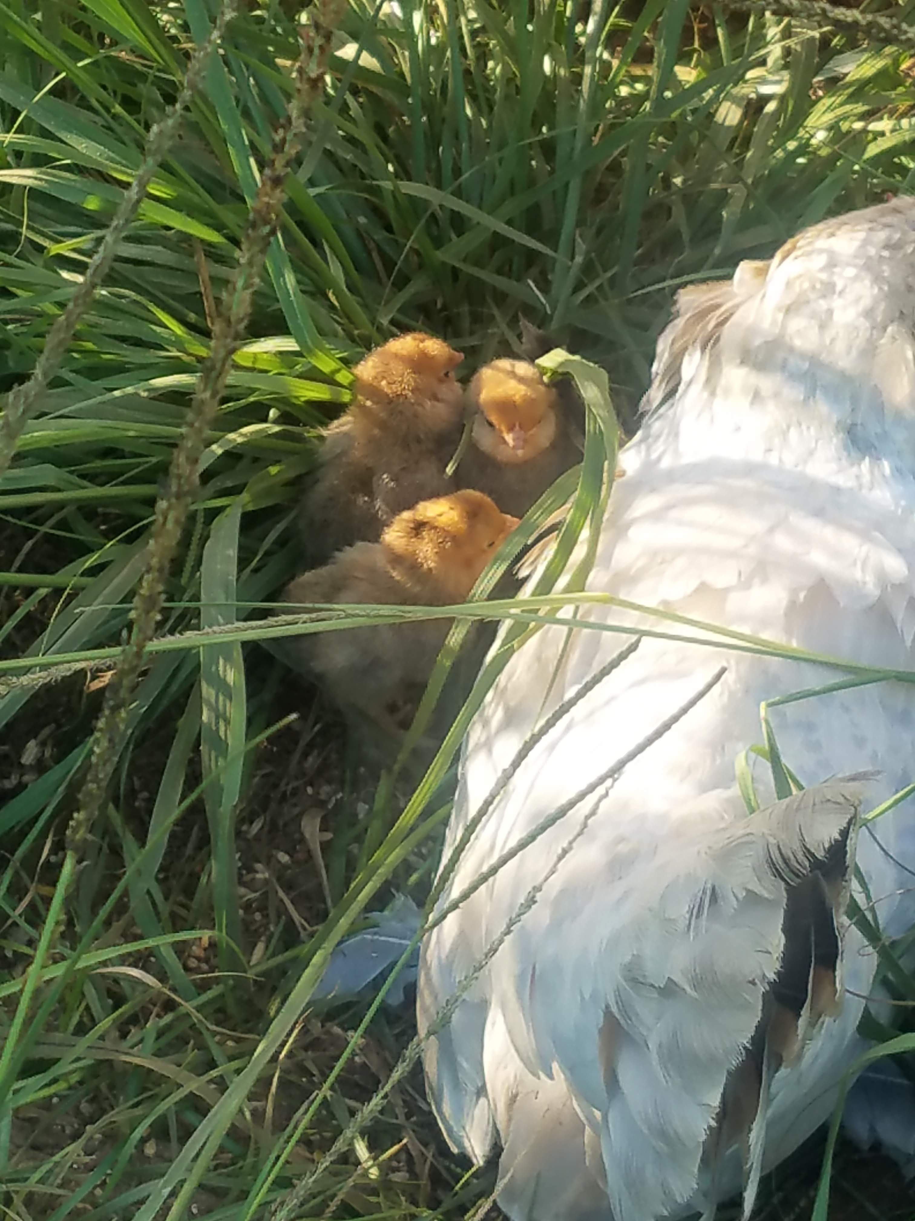 Dispatch Newsletter | Katie | Substack