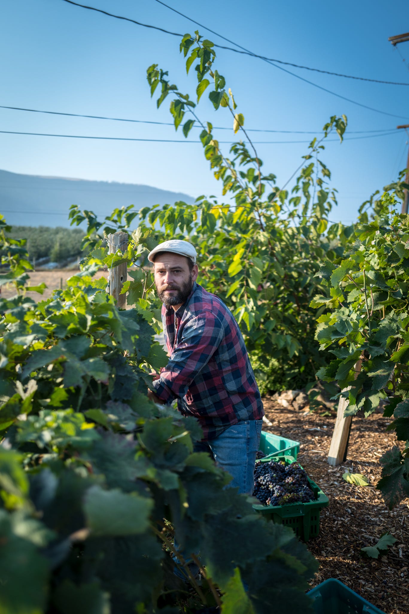 The Elliott Homestead Newsletter | Shaye Elliott | Substack