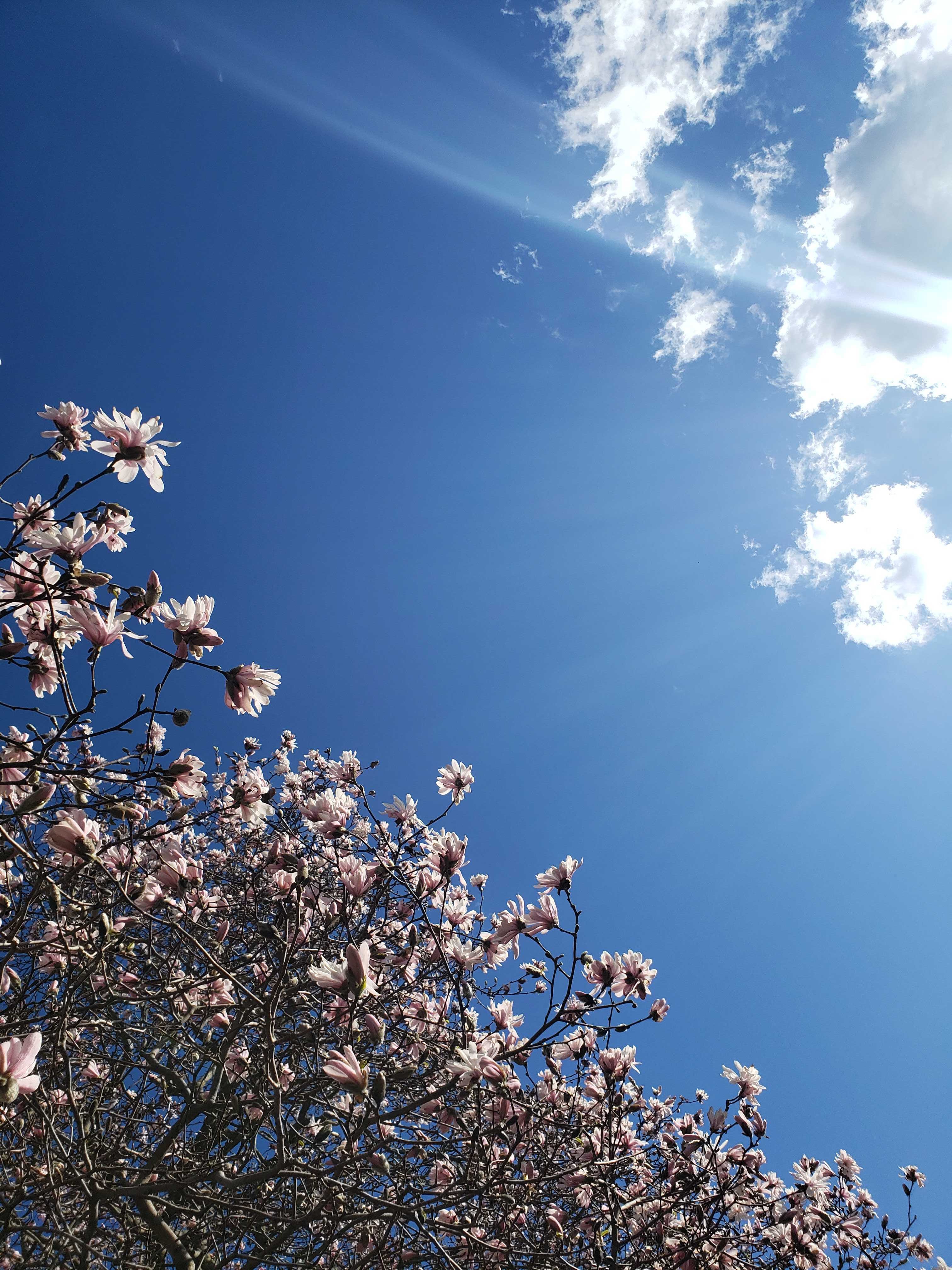 Renewal - Peter Daou