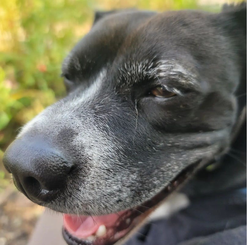 Hurley's Heroes | Kameron Hurley | Substack