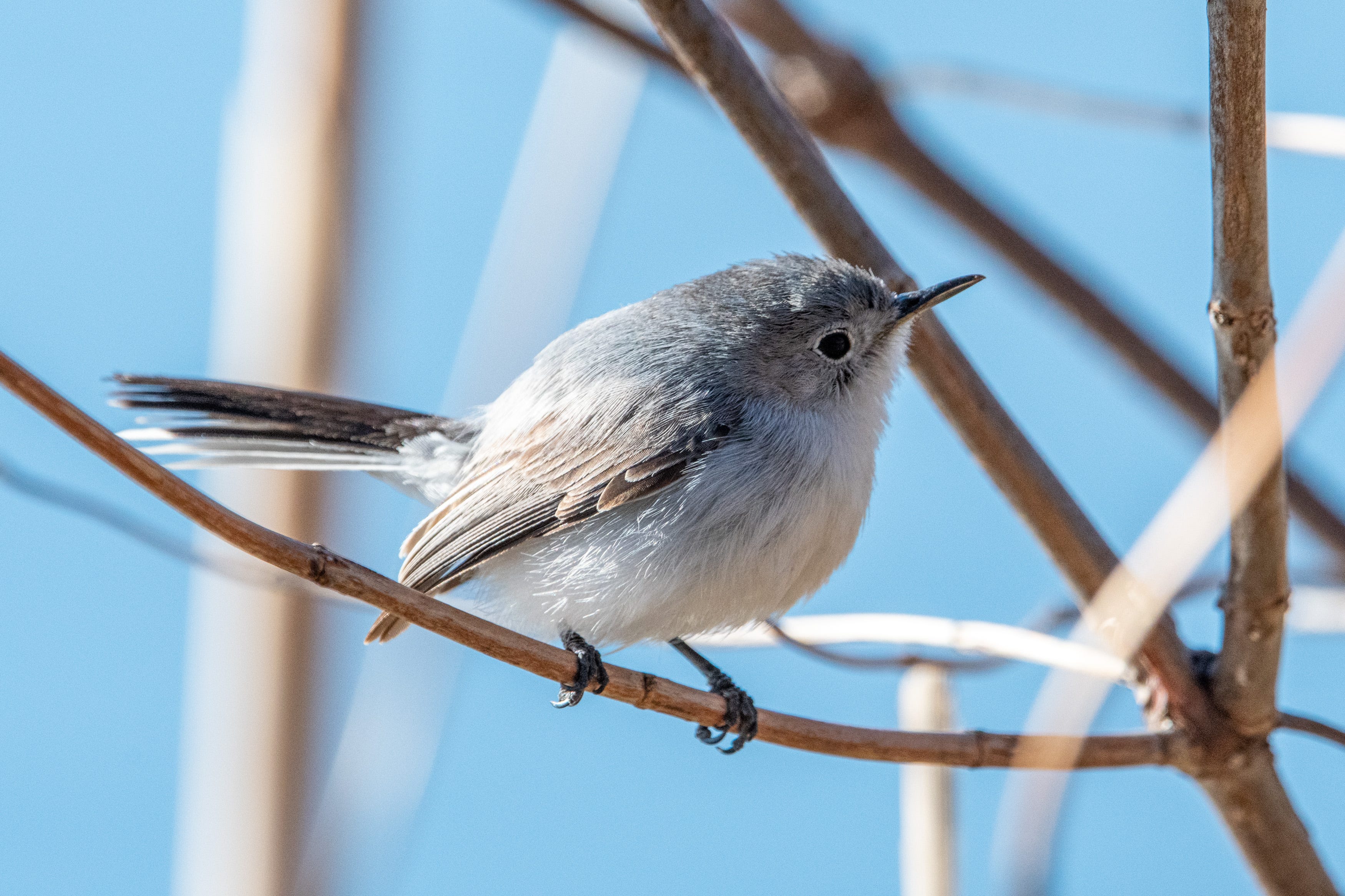Primary colors - by Caleb Crain - Leaflet