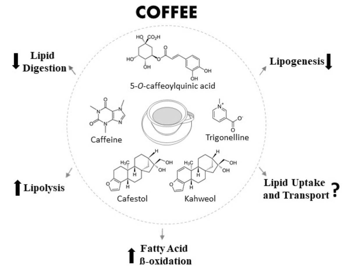 How Coffee Increases Cholesterol - by Derek Sanz